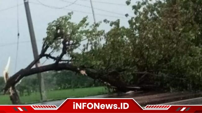Hujan Angin Tumbangkan Pohon Peneduh di Ring Road Ngawi