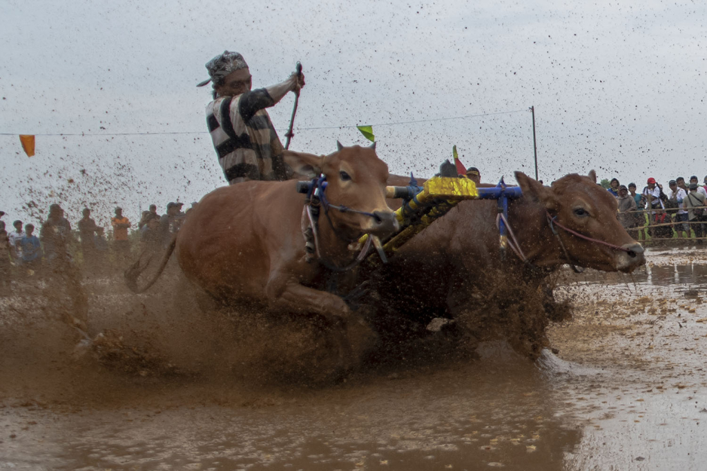 Karapan Sapeh Sakak, Harmoni Budaya dan Sportivitas Khas Probolinggo