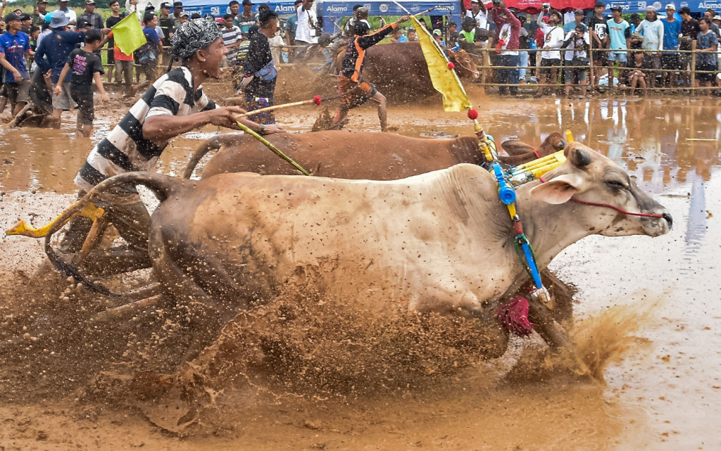 Karapan Sapeh Sakak, Harmoni Budaya dan Sportivitas Khas Probolinggo