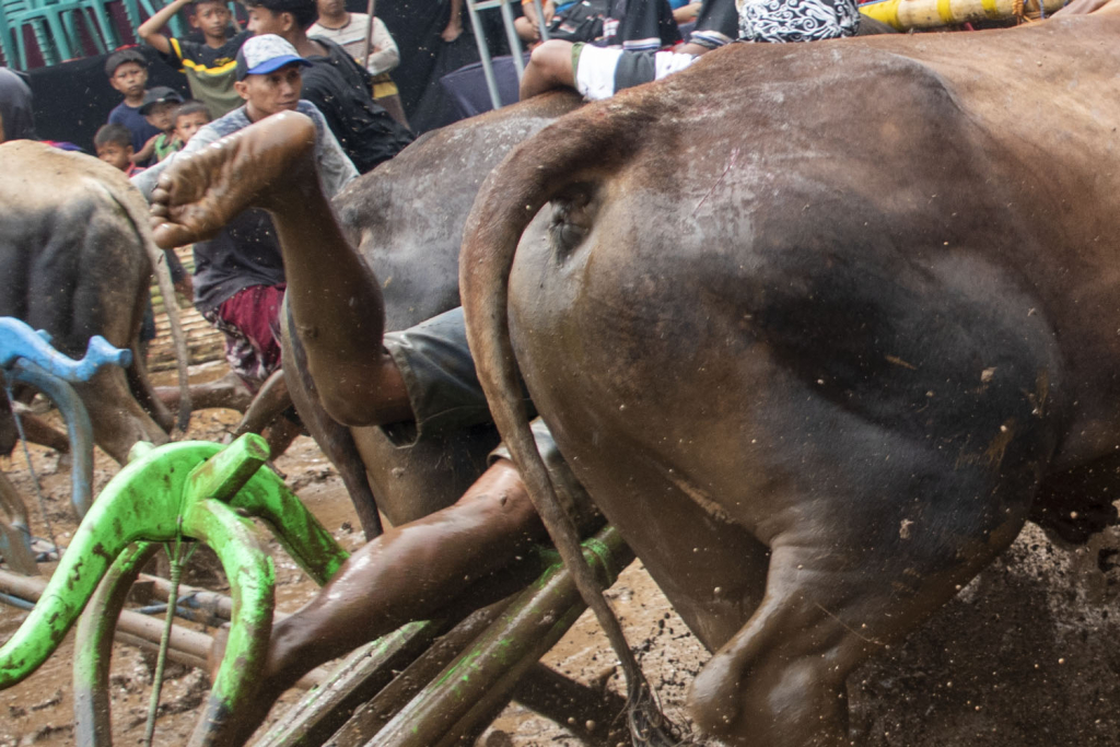 Karapan Sapeh Sakak, Harmoni Budaya dan Sportivitas Khas Probolinggo